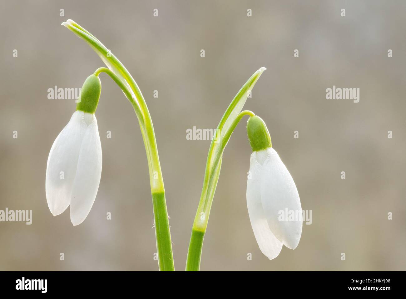 Snowdrops southampton old cemetery hi-res stock photography and images ...