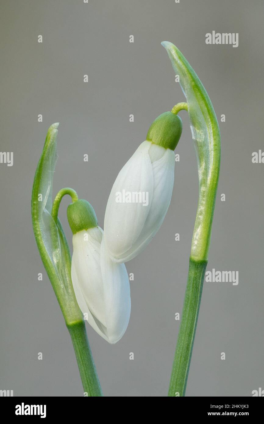 Winter in southampton old cemetery hi-res stock photography and images ...