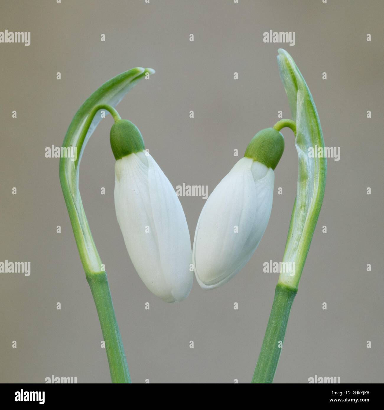 Snowdrops southampton old cemetery hi-res stock photography and images ...