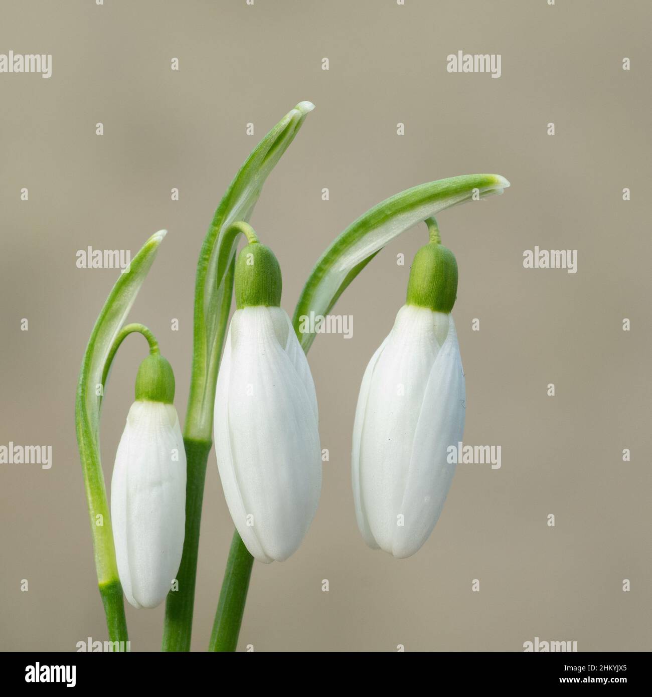 Snowdrops southampton old cemetery hi-res stock photography and images ...