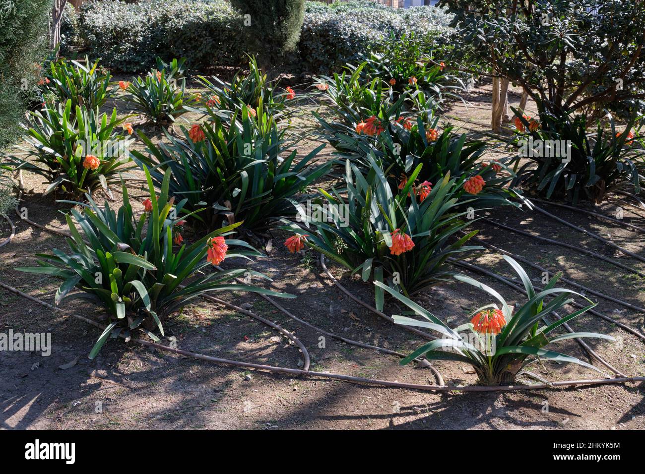 Bush lily clivia miniata hi-res stock photography and images - Alamy