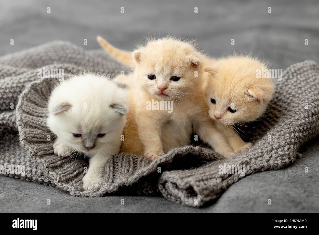 Small newborn kittens of the British breed Stock Photo - Alamy