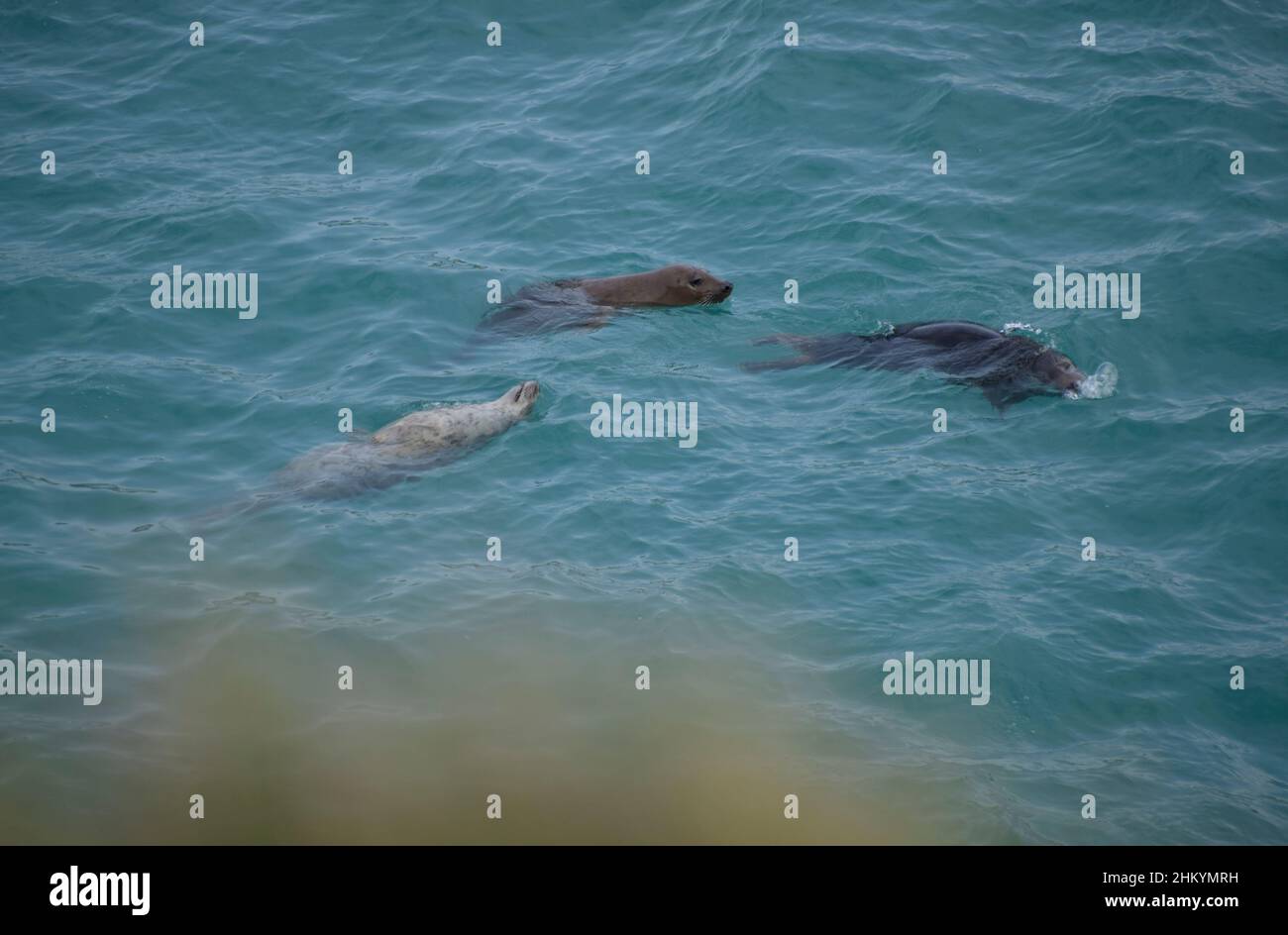 Three grey seals in the sea - Cornwall, UK Stock Photo - Alamy