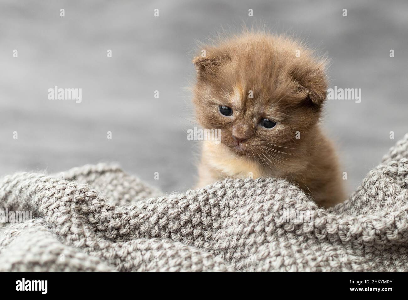 Small newborn kittens of the British breed Stock Photo - Alamy