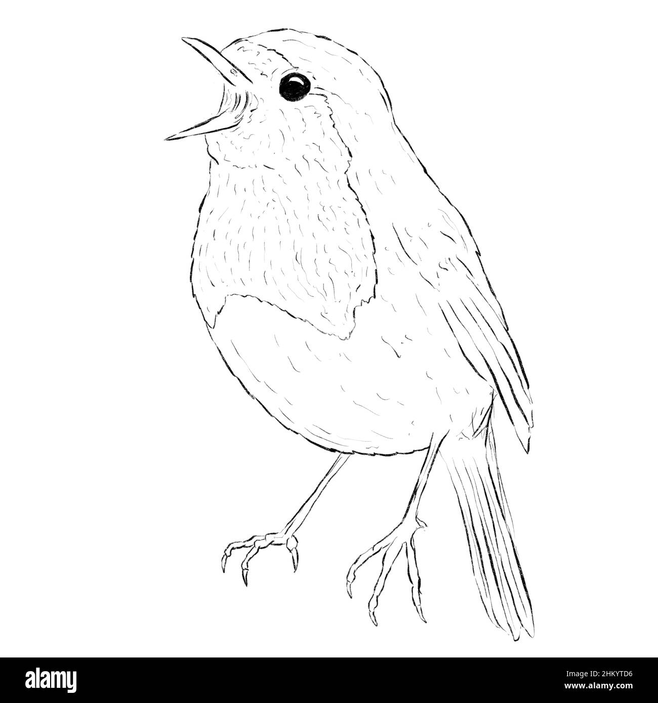 Robin Symbol Outline
