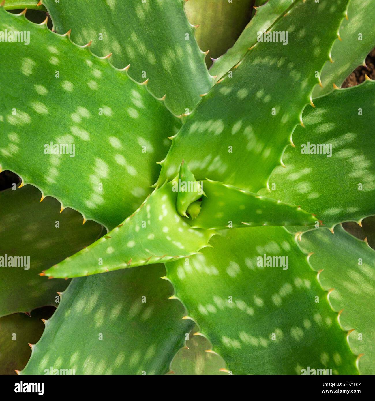 aloe vera plant, closeup view of natural organic plant, green ...
