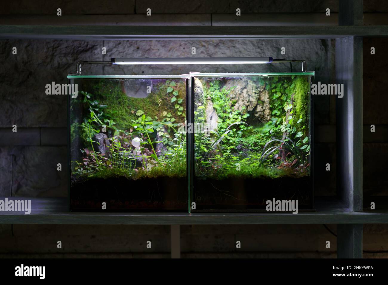 Modern closed florarium in interior. Mini home garden glass container ...