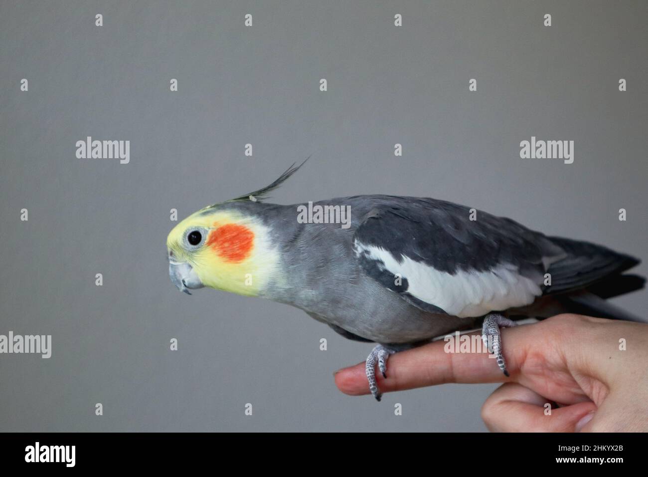 Male cockatiel hi-res stock photography and images - Alamy