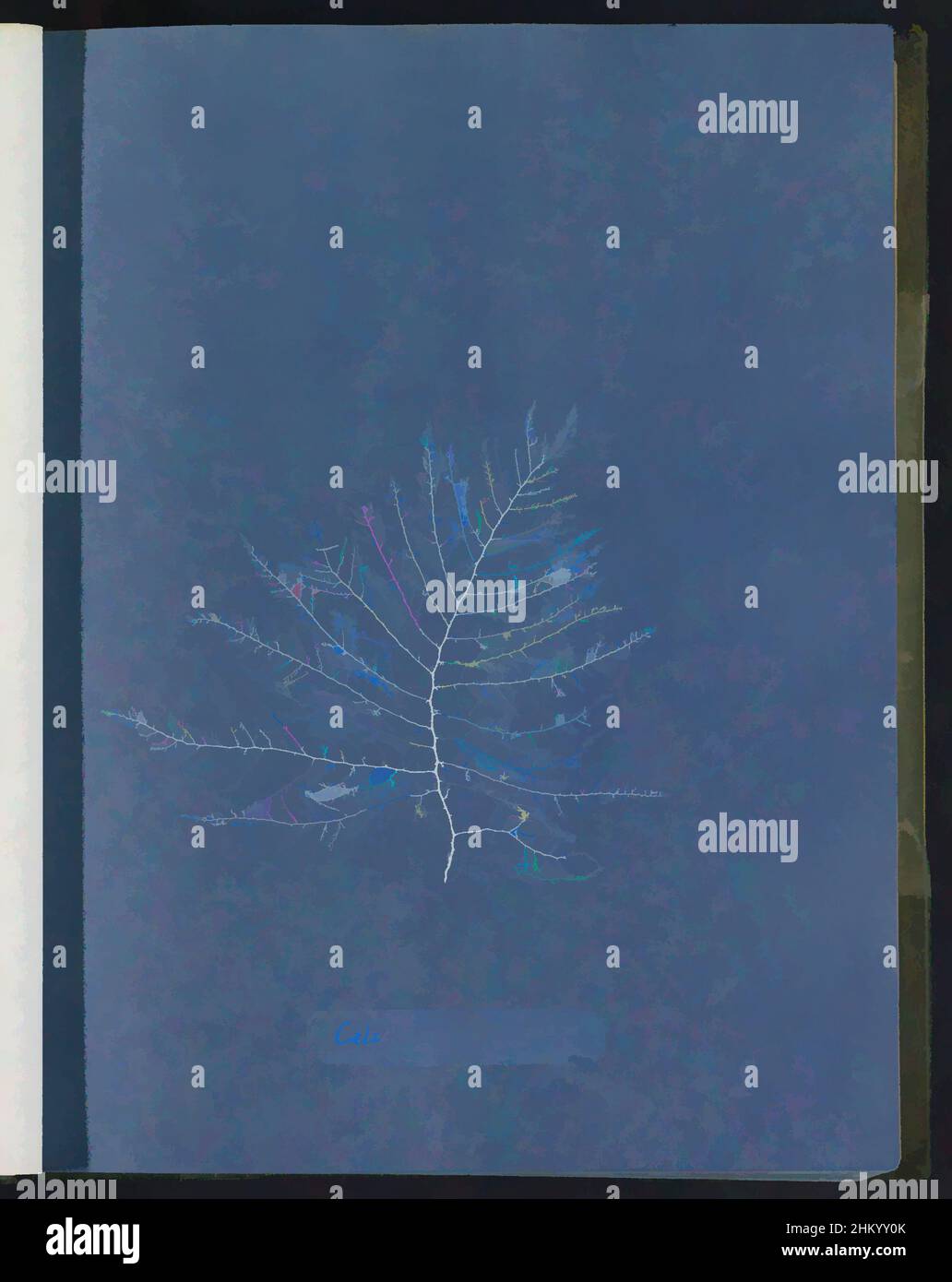 Art inspired by Calithamnion roseum [= Callithamnion roseum], Anna ...