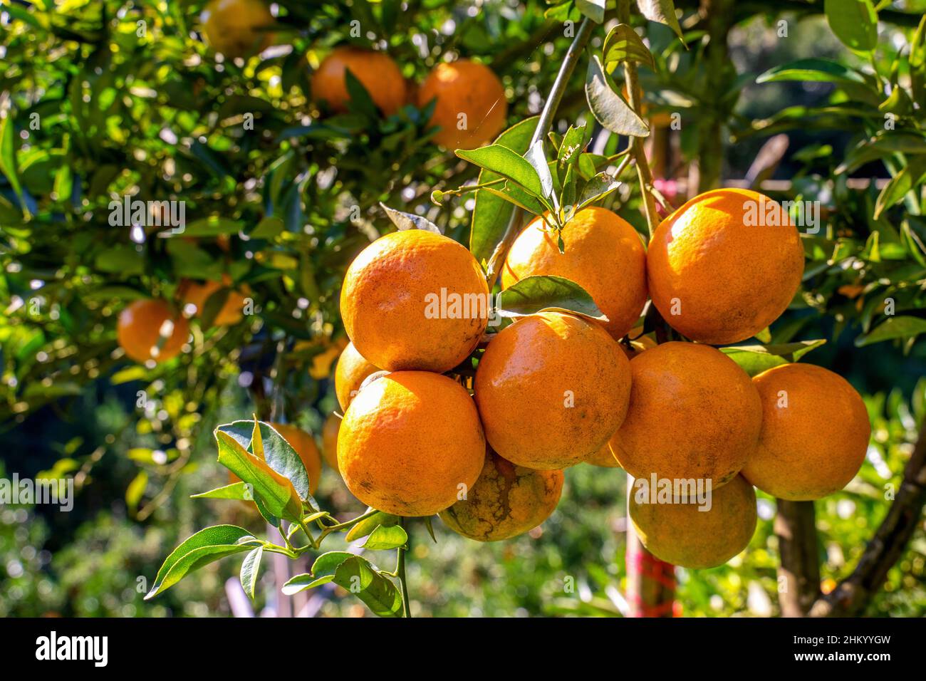 Orange garden, Orange trees in the garden Stock Photo - Alamy