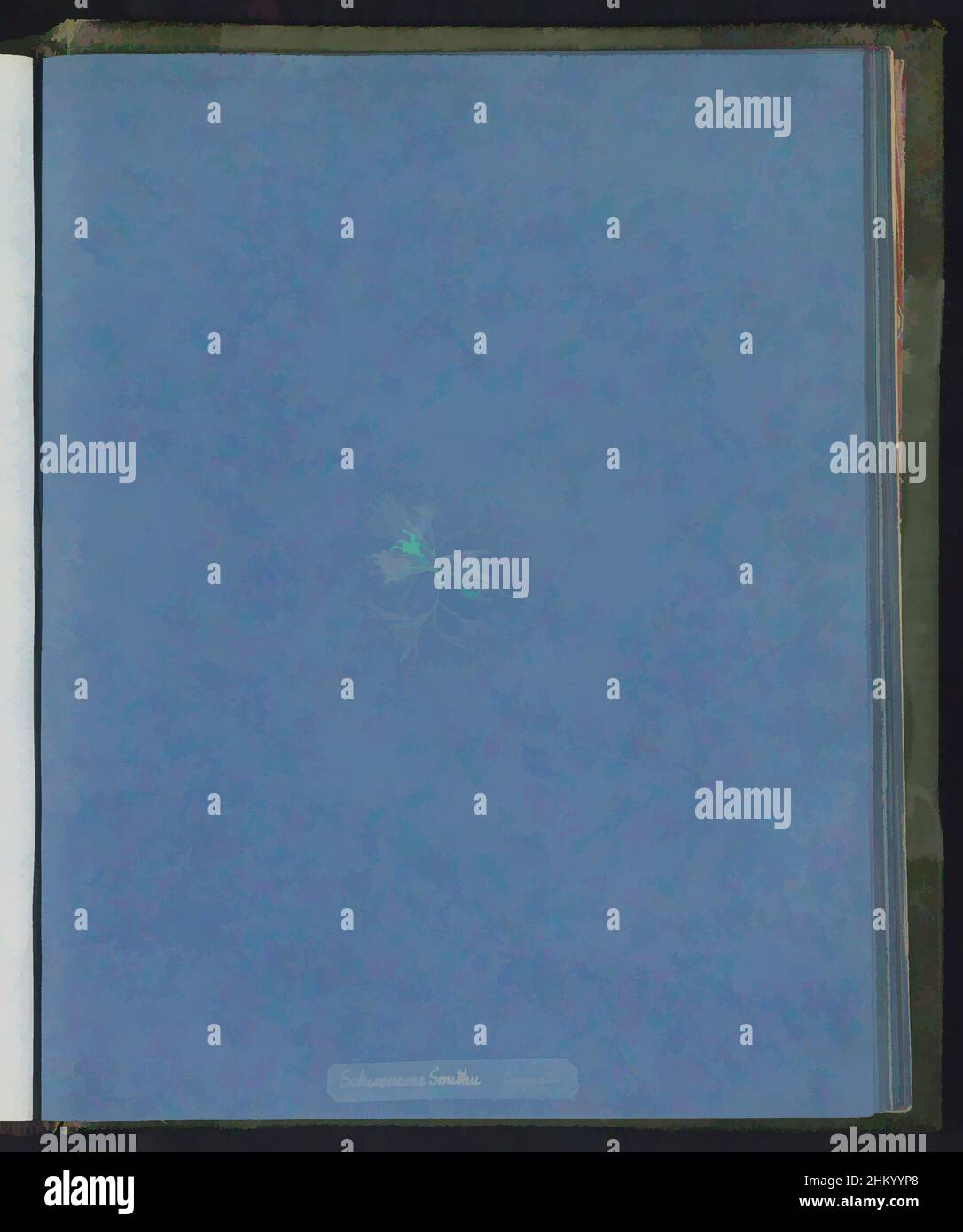 Art inspired by Schizonema Smithii, torquata [= Schizonema smithii var ...