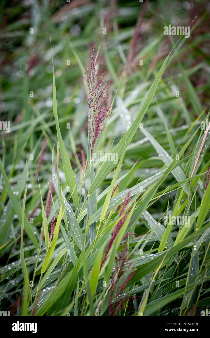 Grasses - Bedfont Lakes Country Park Local Nature Reserve and Site of ...
