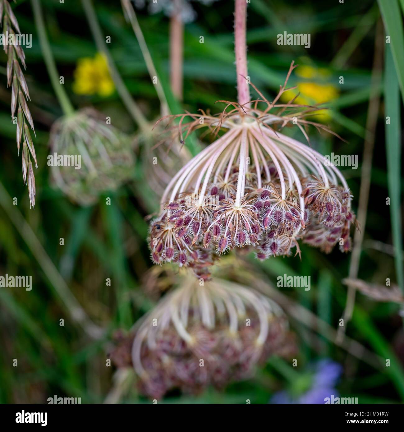 Bedfont Lakes Country Park is a 72.5-hectare Local Nature Reserve and ...