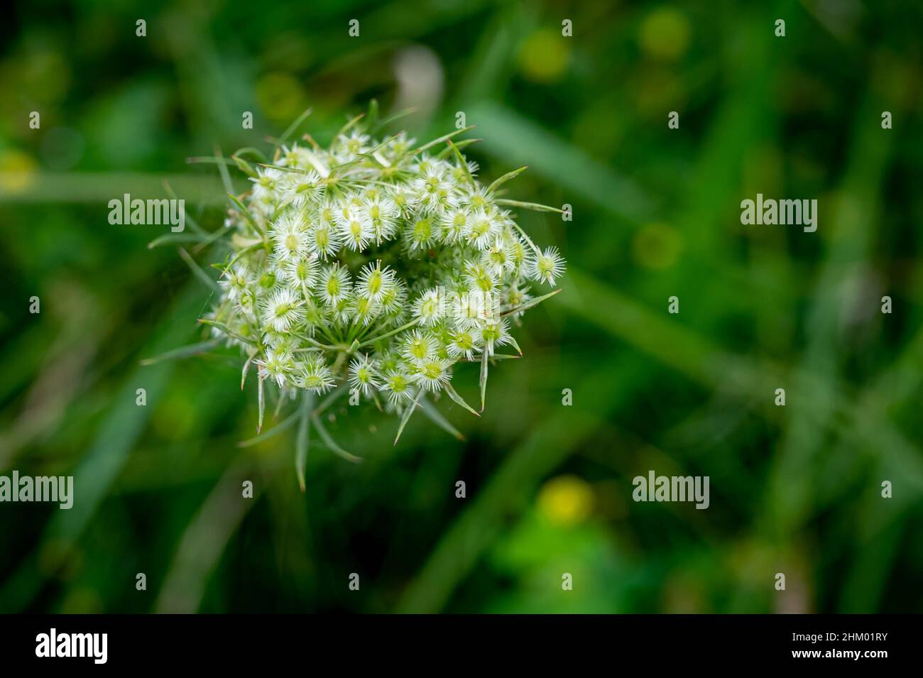 Bedfont Lakes Country Park is a 72.5-hectare Local Nature Reserve and ...