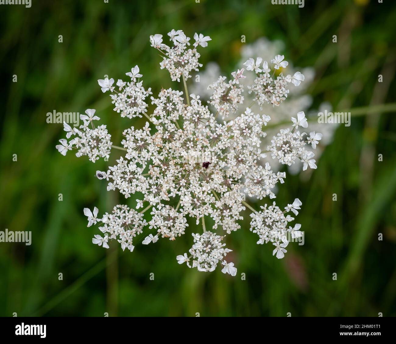 Cowparsley - Bedfont Lakes Country Park, Local Nature Reserve and Site ...