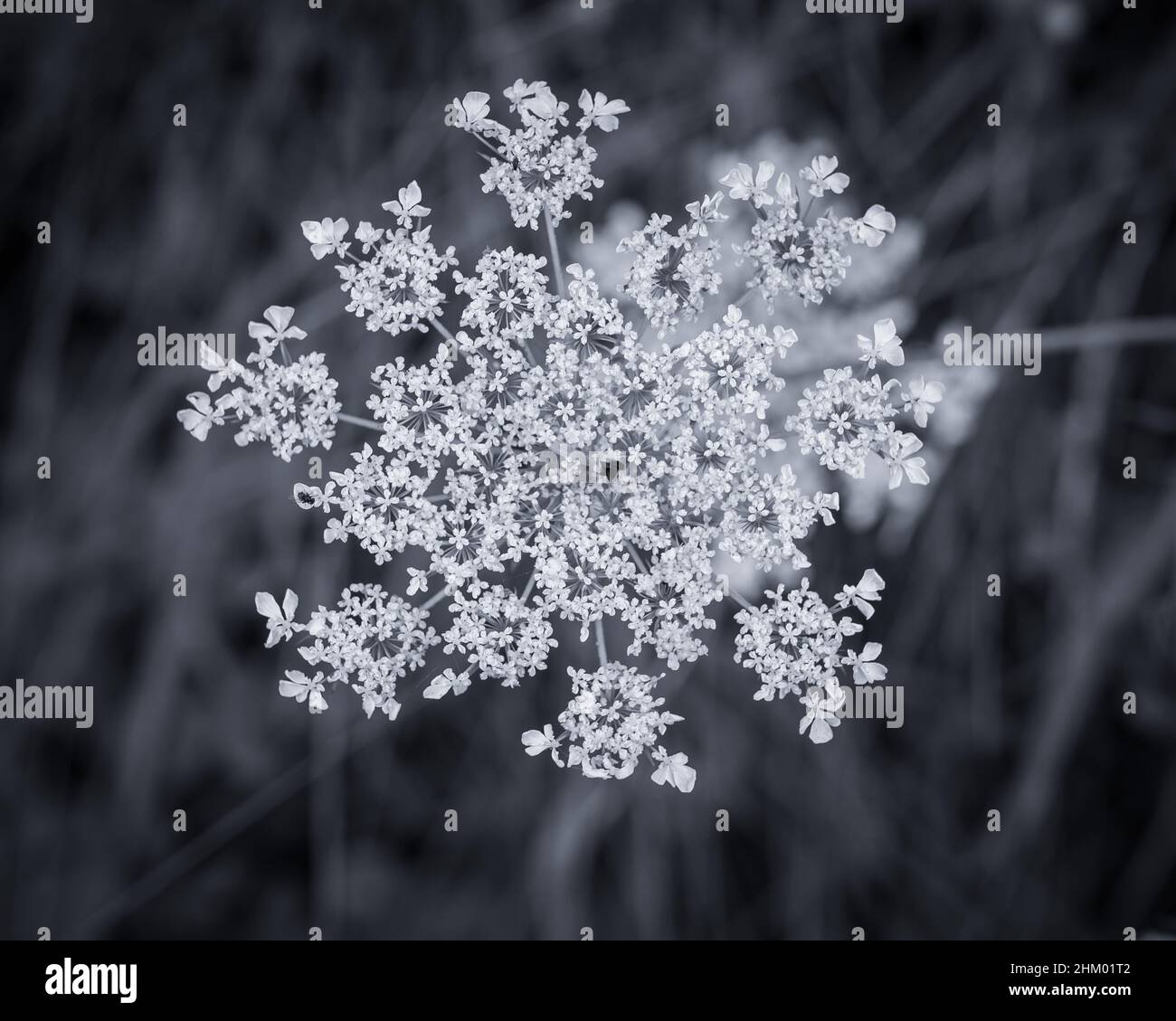 Cowparsley - Bedfont Lakes Country Park, Local Nature Reserve and Site ...