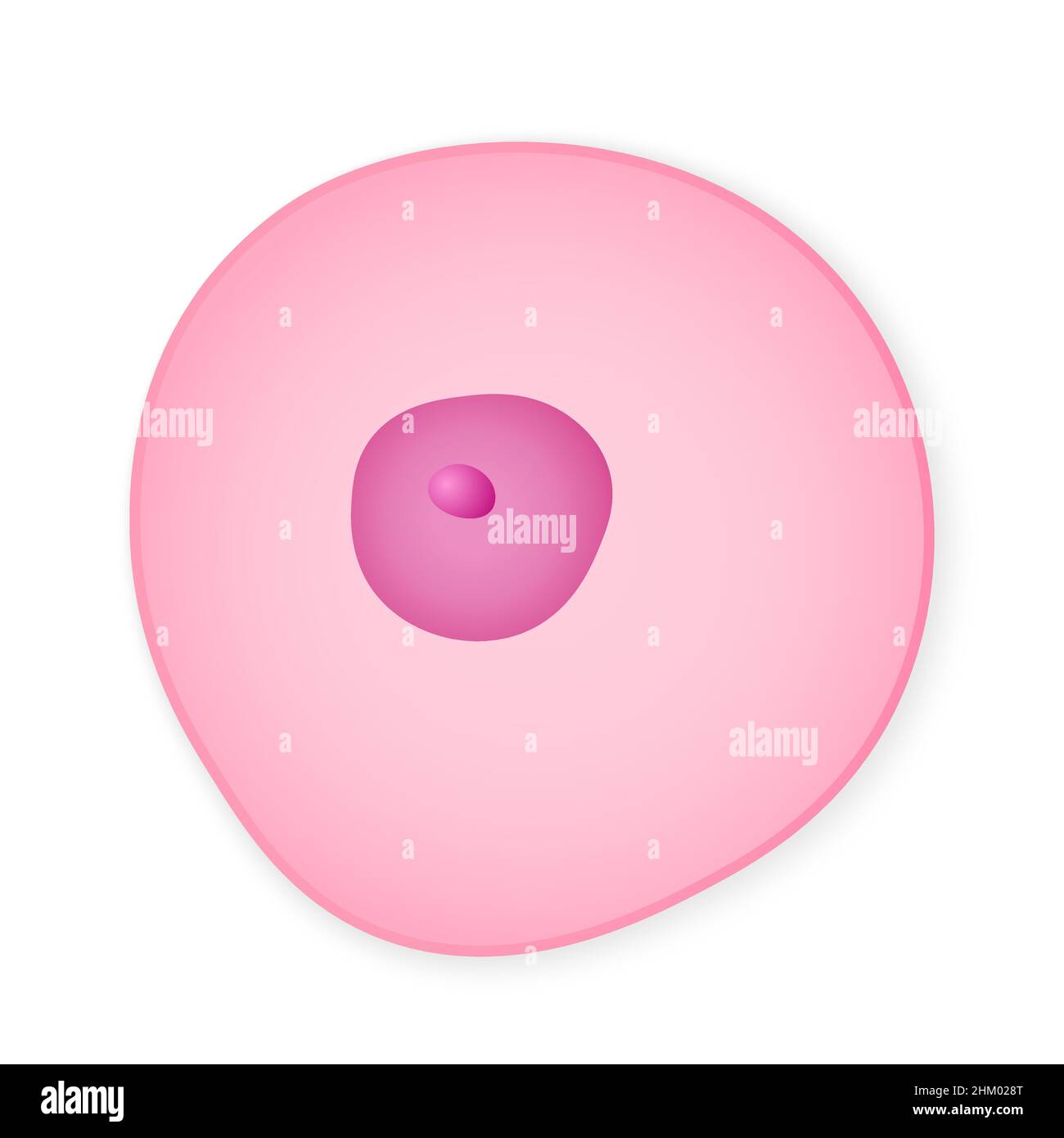 Ribosomes hi-res stock photography and images - Alamy