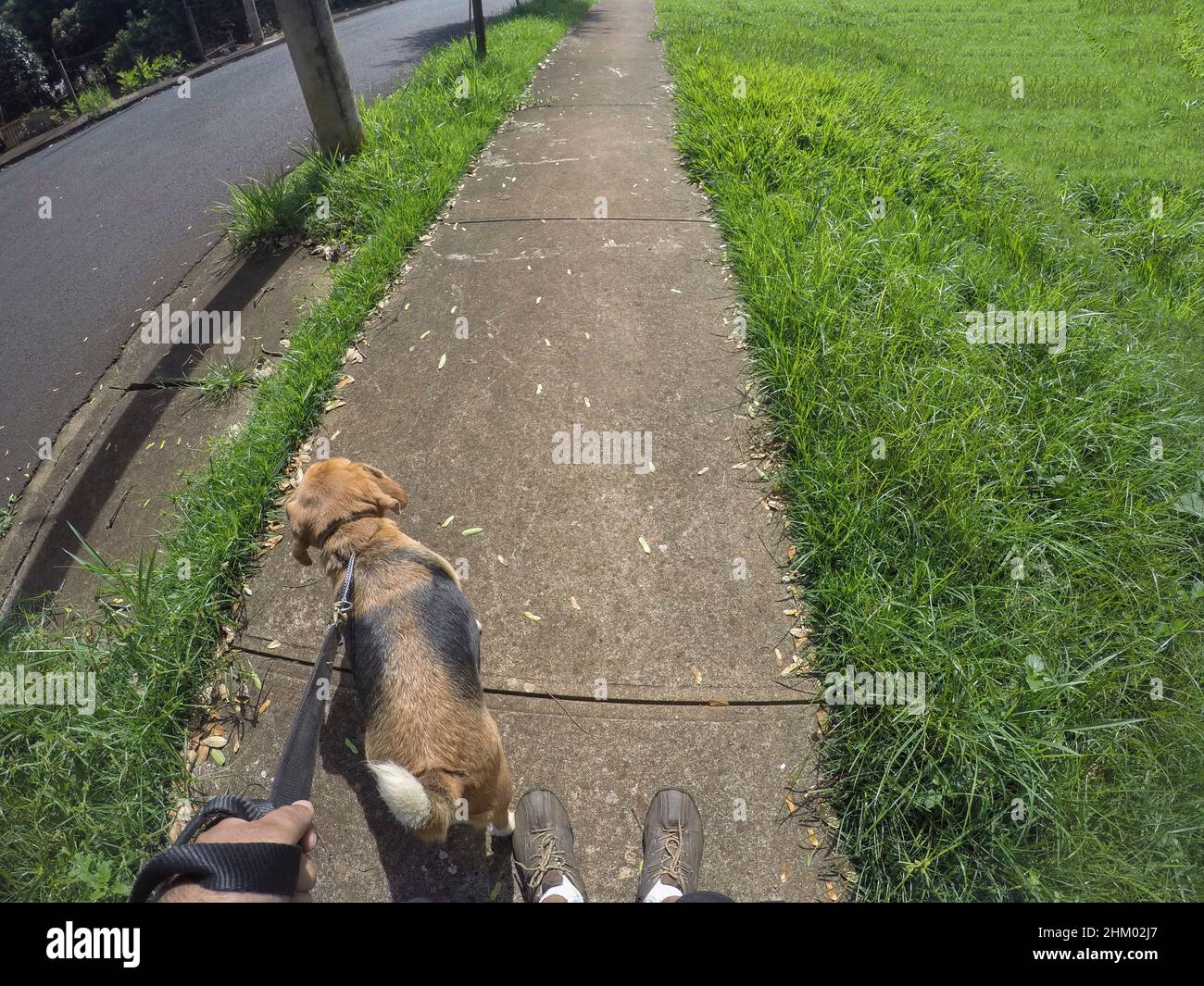 Walking the beagle dog on the street Stock Photo - Alamy