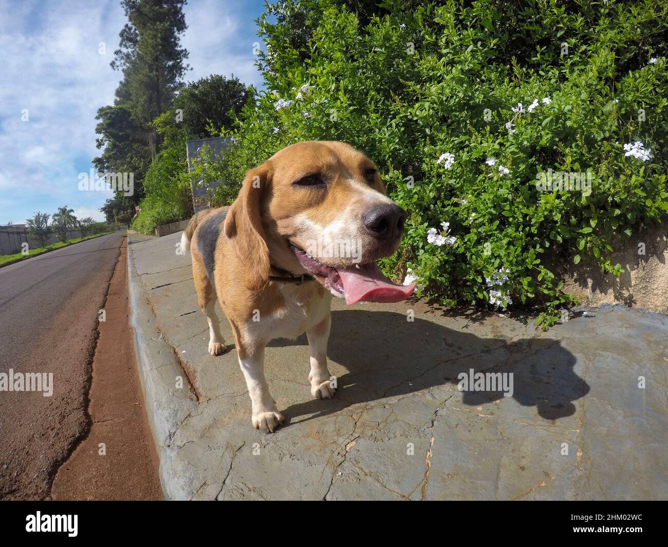 Smile beagle walking at the street Stock Photo - Alamy