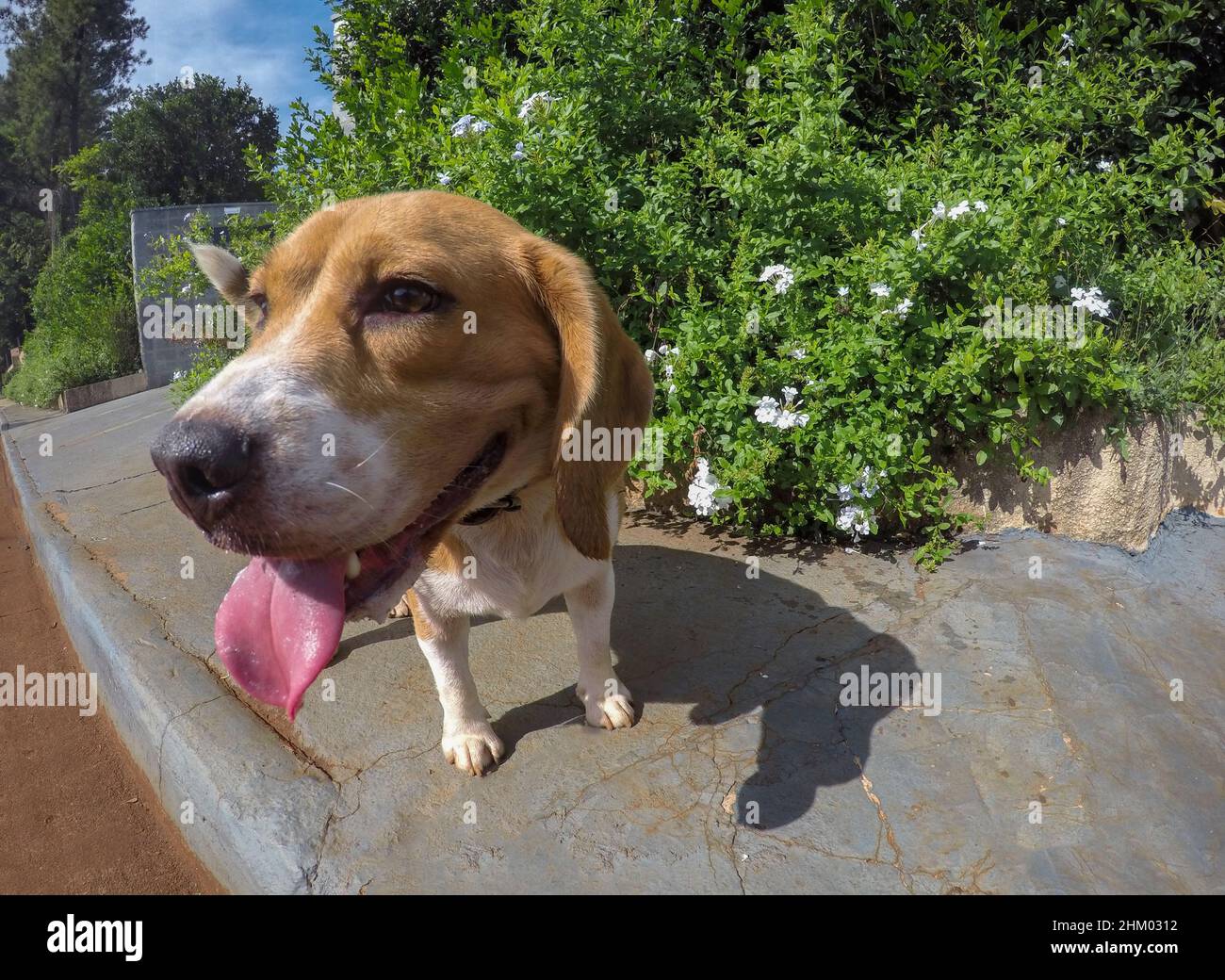 Smile beagle walking at the street Stock Photo - Alamy