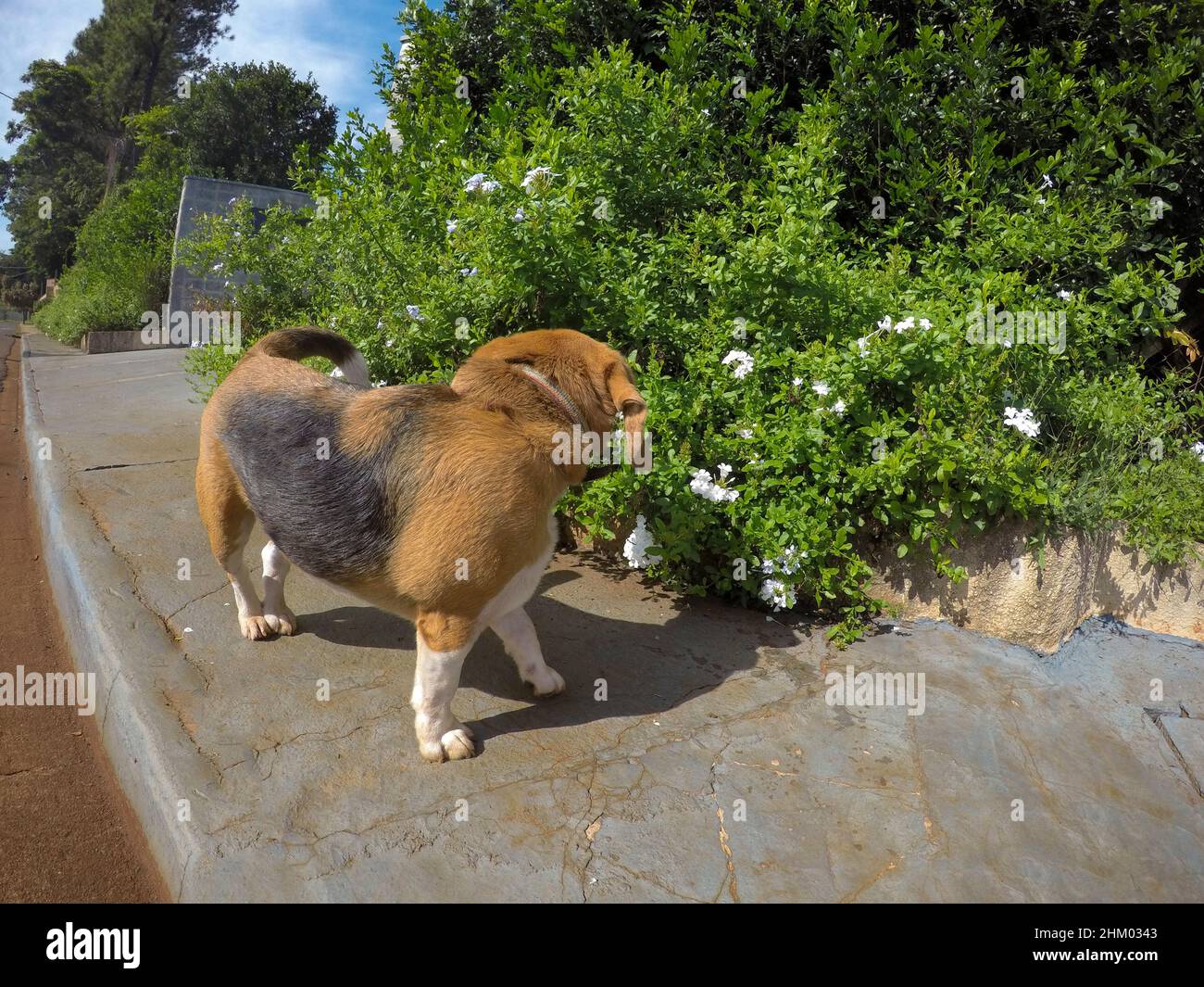 Smile beagle walking at the street Stock Photo - Alamy