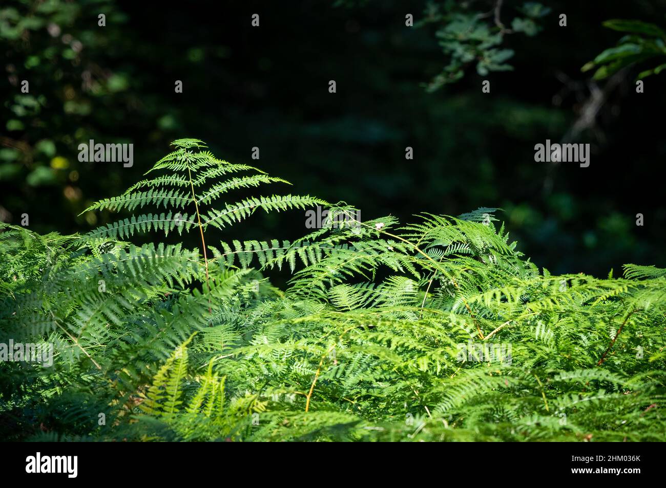 Fern, Virginia Water - Windsor Great Park, London Stock Photo - Alamy