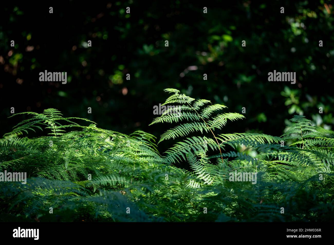 Fern, Virginia Water - Windsor Great Park, London Stock Photo - Alamy
