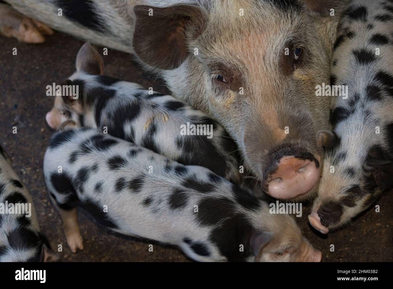 Baby pigs next to their mother at the Sty Farm Stock Photo - Alamy