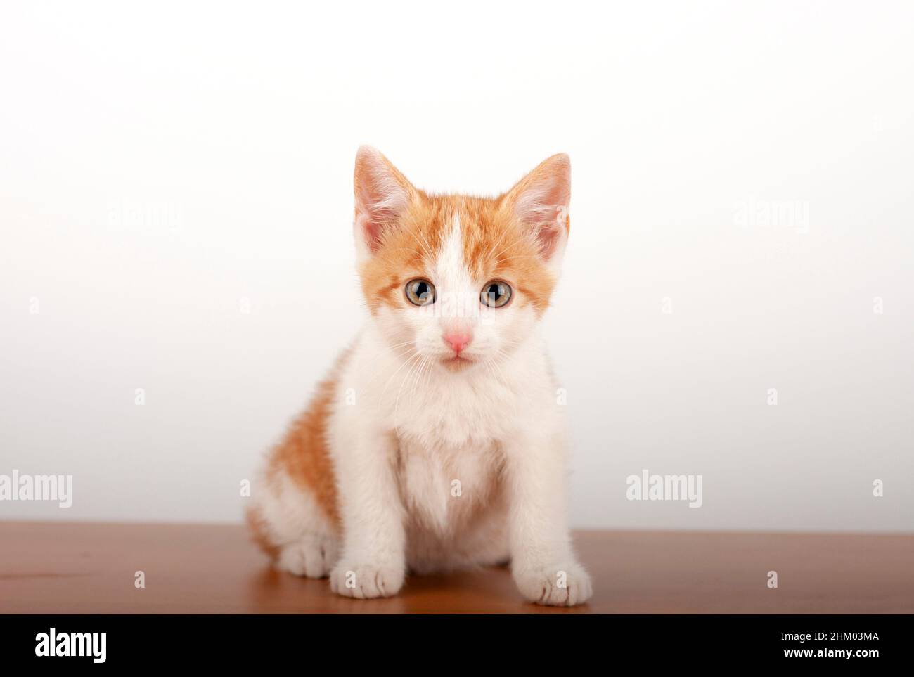 Orange small domestic kitten sitting on alder board on white background ...