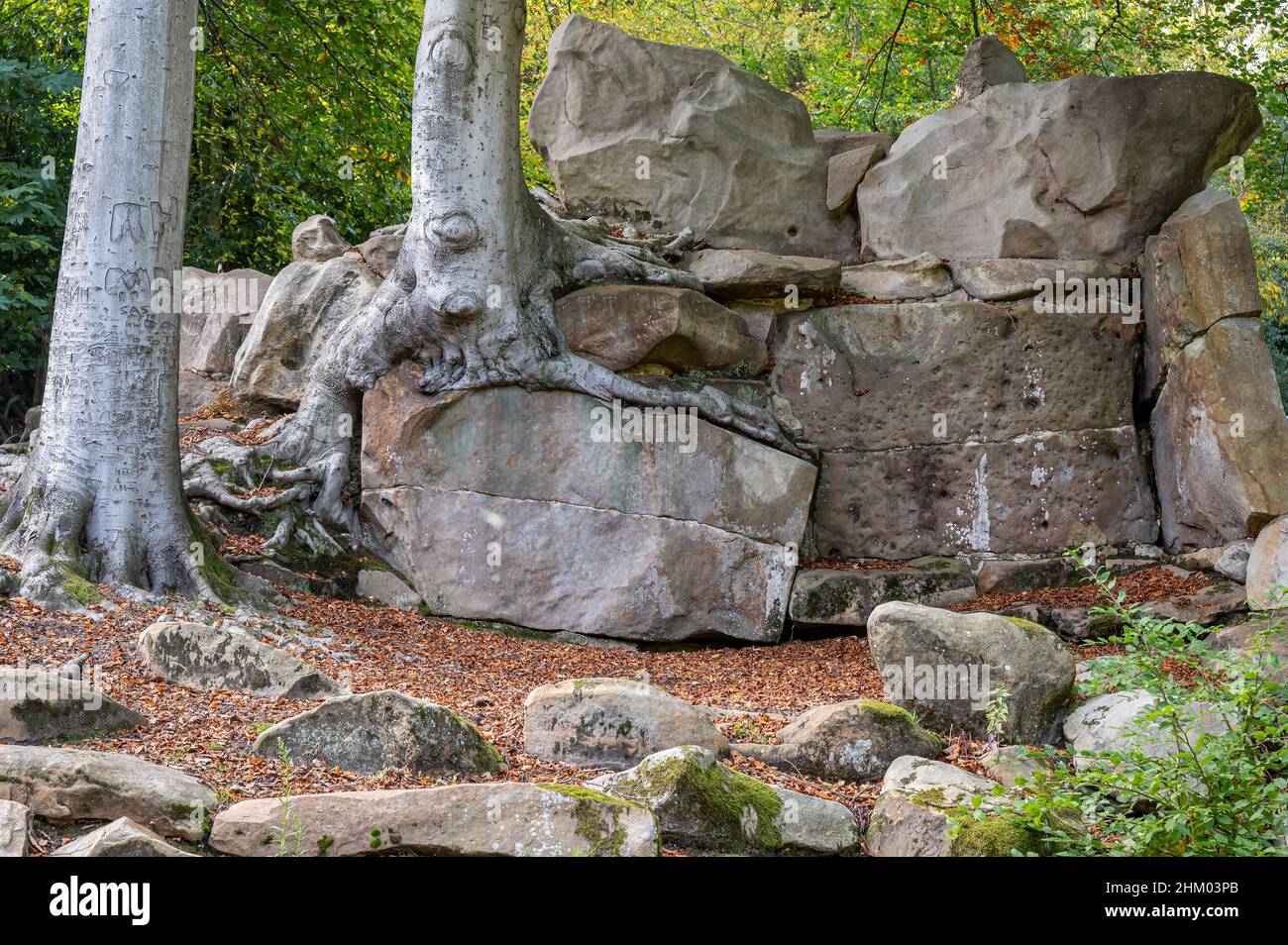 Beech tree roots - Virginia Water - Windsor Great Park, London Stock ...