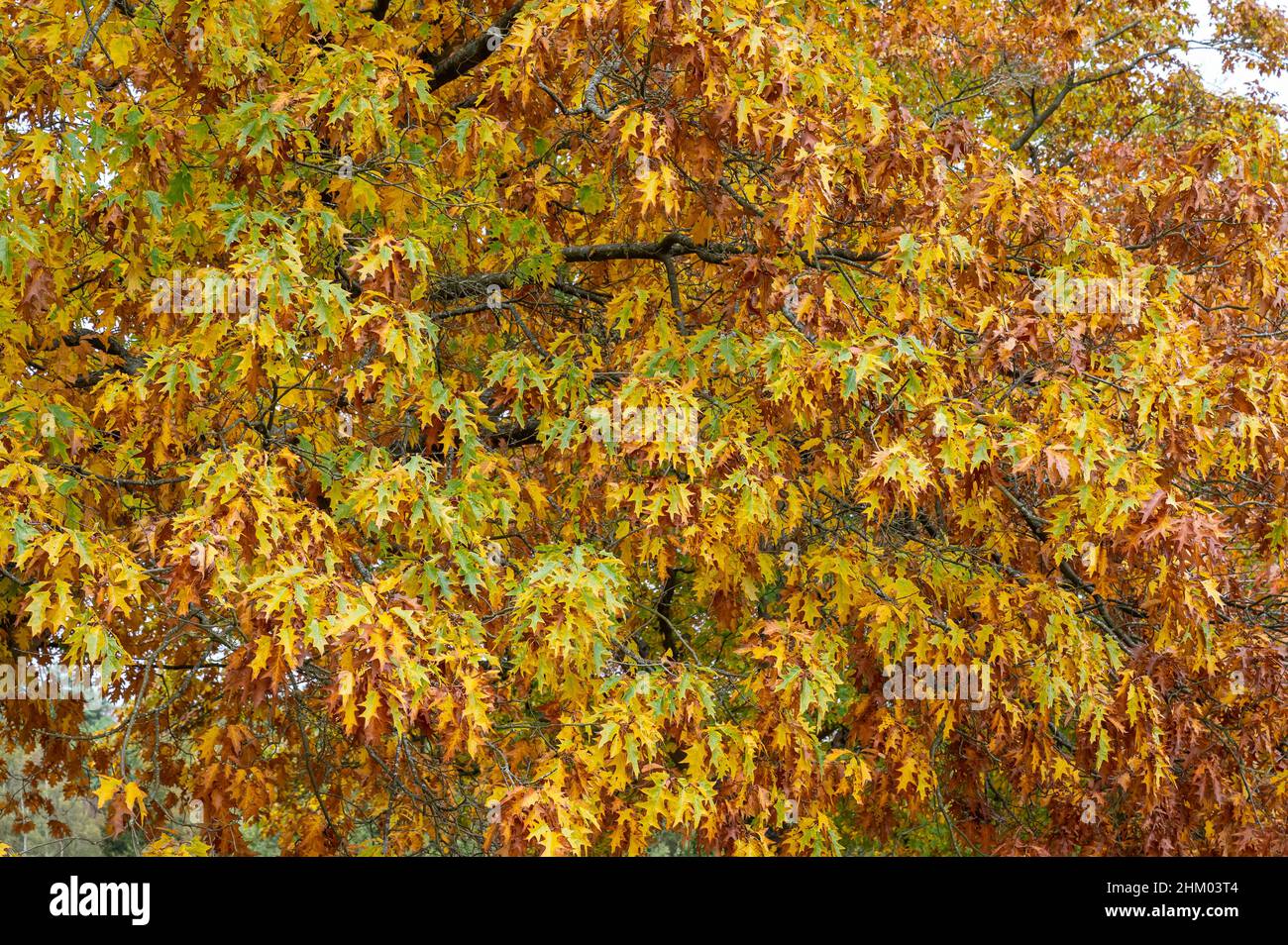 Windsor great park tree oak hi-res stock photography and images - Alamy