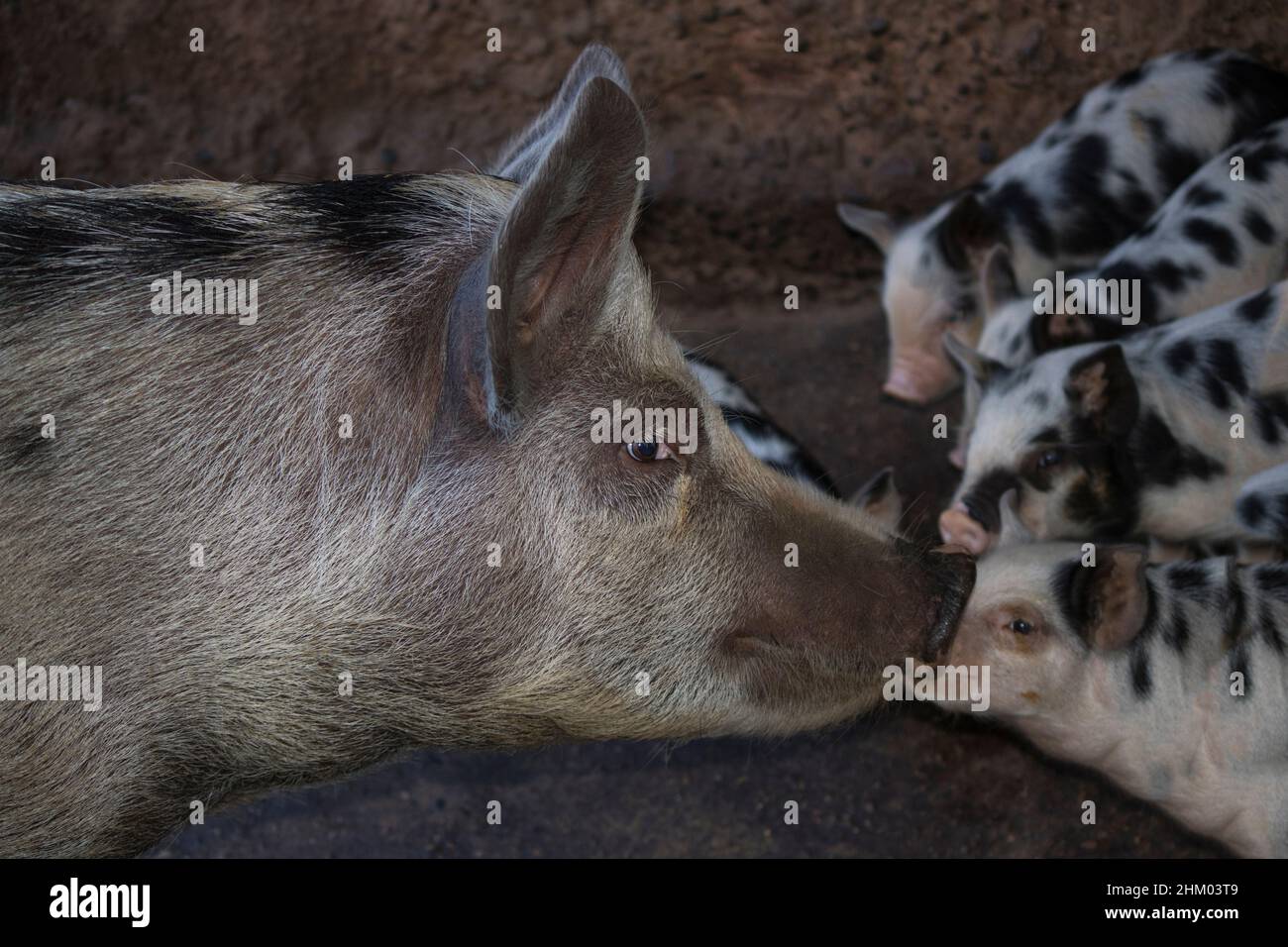 Baby pigs next to their mother at the Sty Farm Stock Photo - Alamy