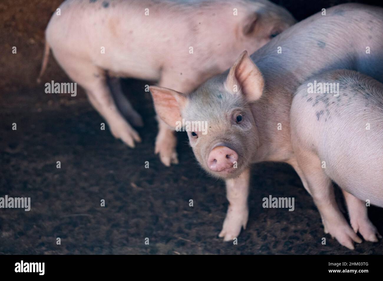 Pigs next hi-res stock photography and images - Alamy