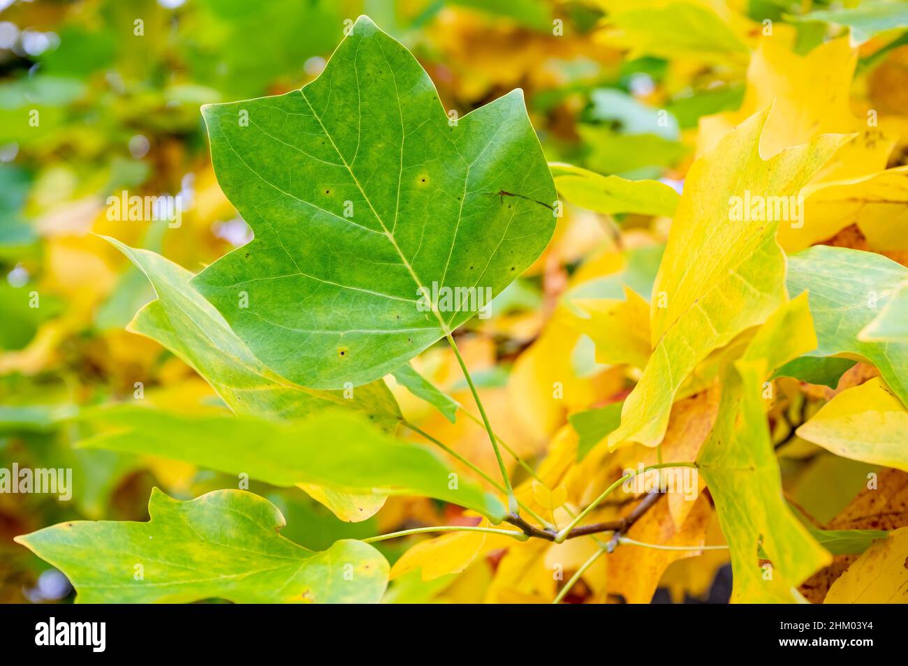 Tulip Tree - Liriodendron tulipifera, Virginia Water - Windsor Great ...