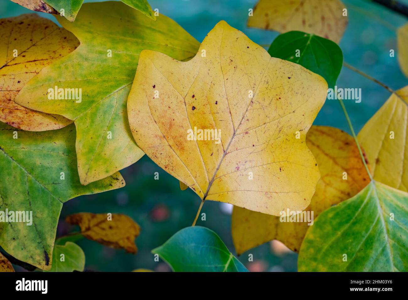 Tulip Tree - Liriodendron tulipifera, Virginia Water - Windsor Great ...