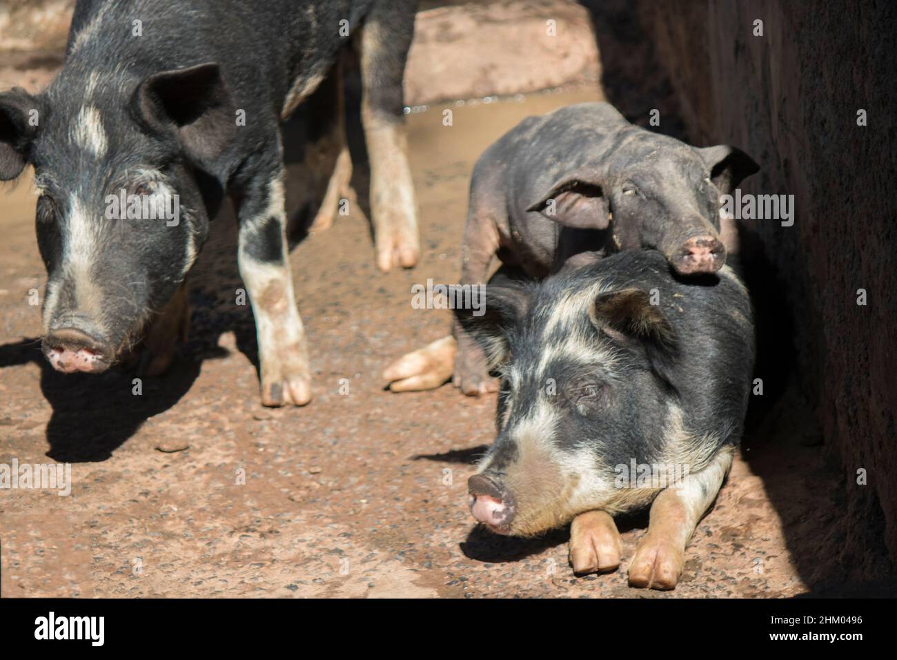 Hick skin hi-res stock photography and images - Alamy