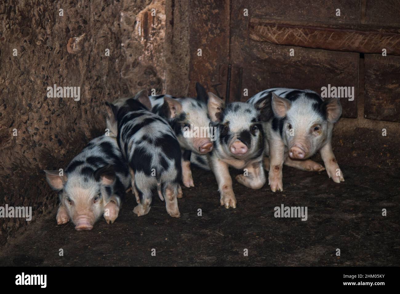 Pigs hick in the Sty Farm Stock Photo - Alamy