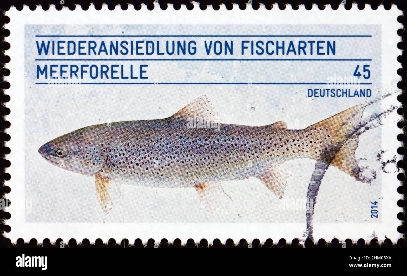 GERMANY - CIRCA 2014: a stamp printed in Germany shows sea trout, salmo ...