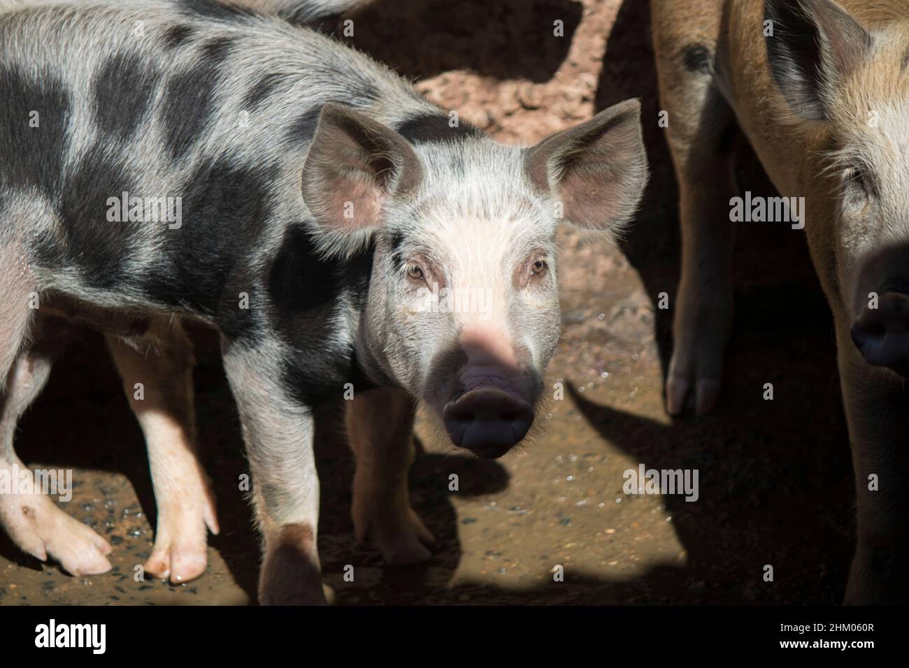 Hick skin hi-res stock photography and images - Alamy