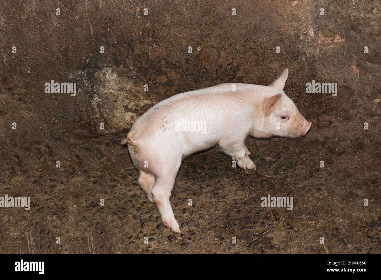 Hick skin hi-res stock photography and images - Alamy