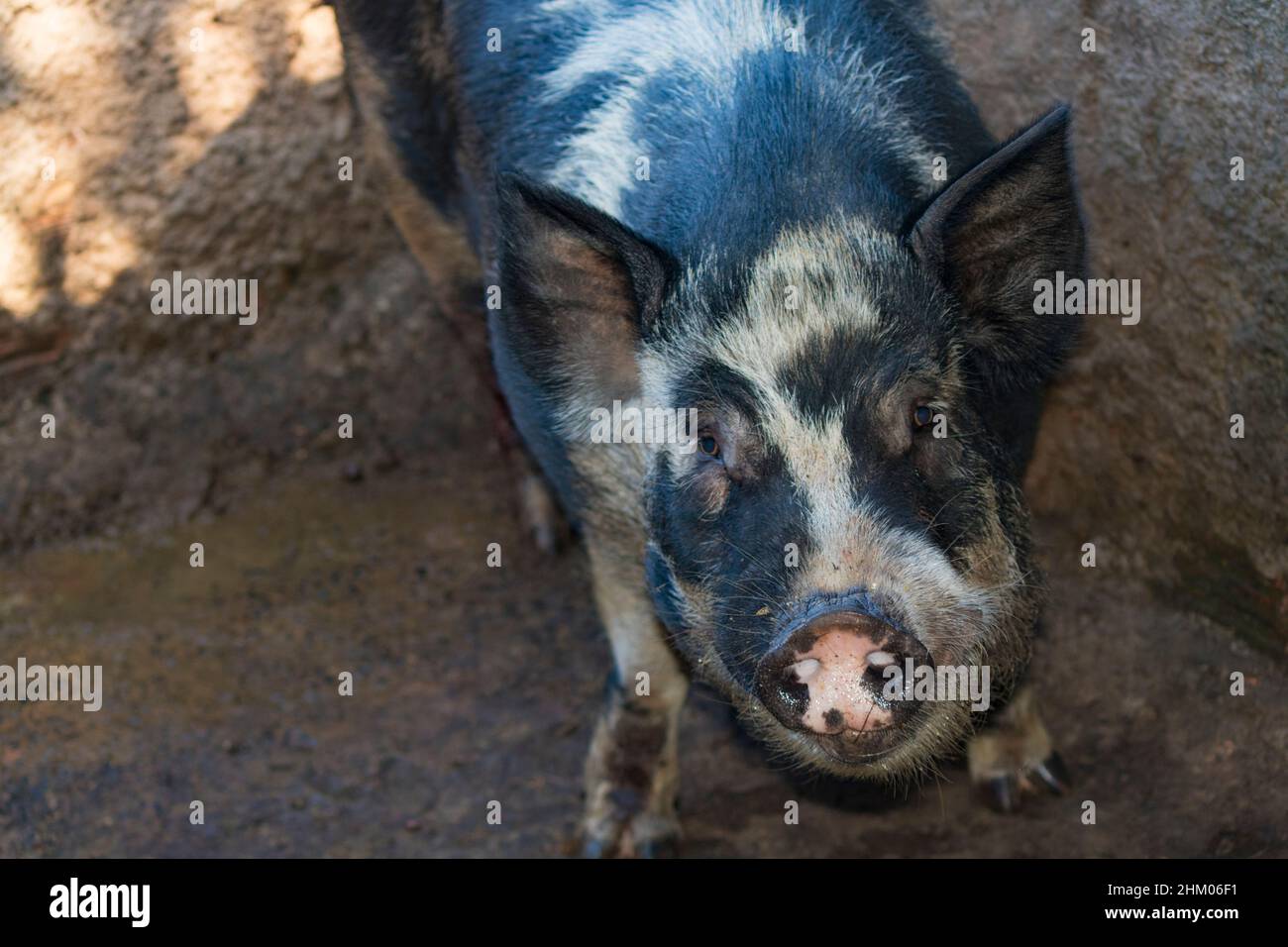 Hick skin hi-res stock photography and images - Alamy