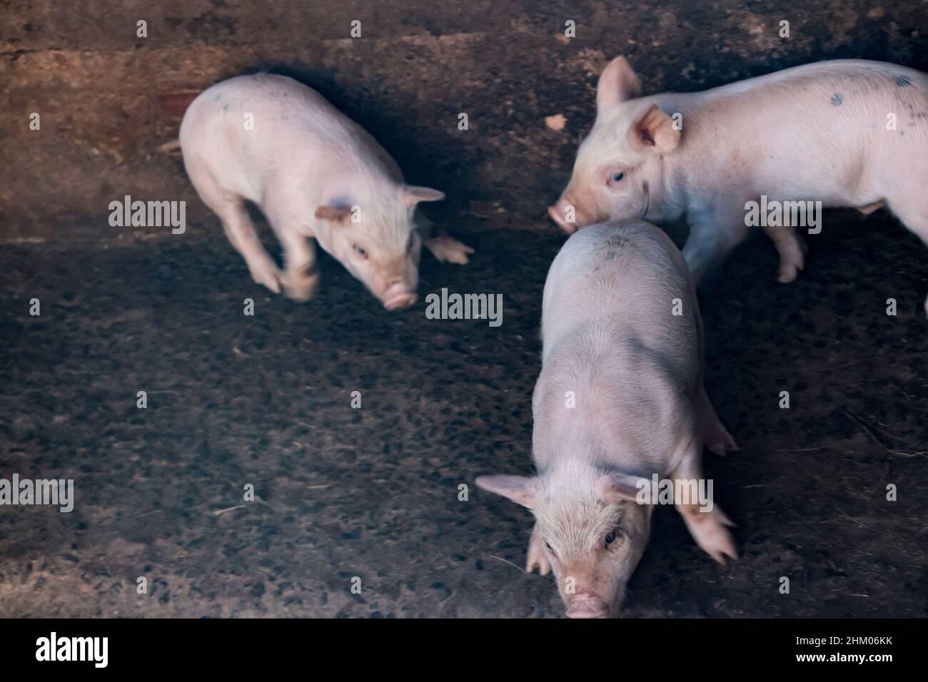 Hick skin hi-res stock photography and images - Alamy