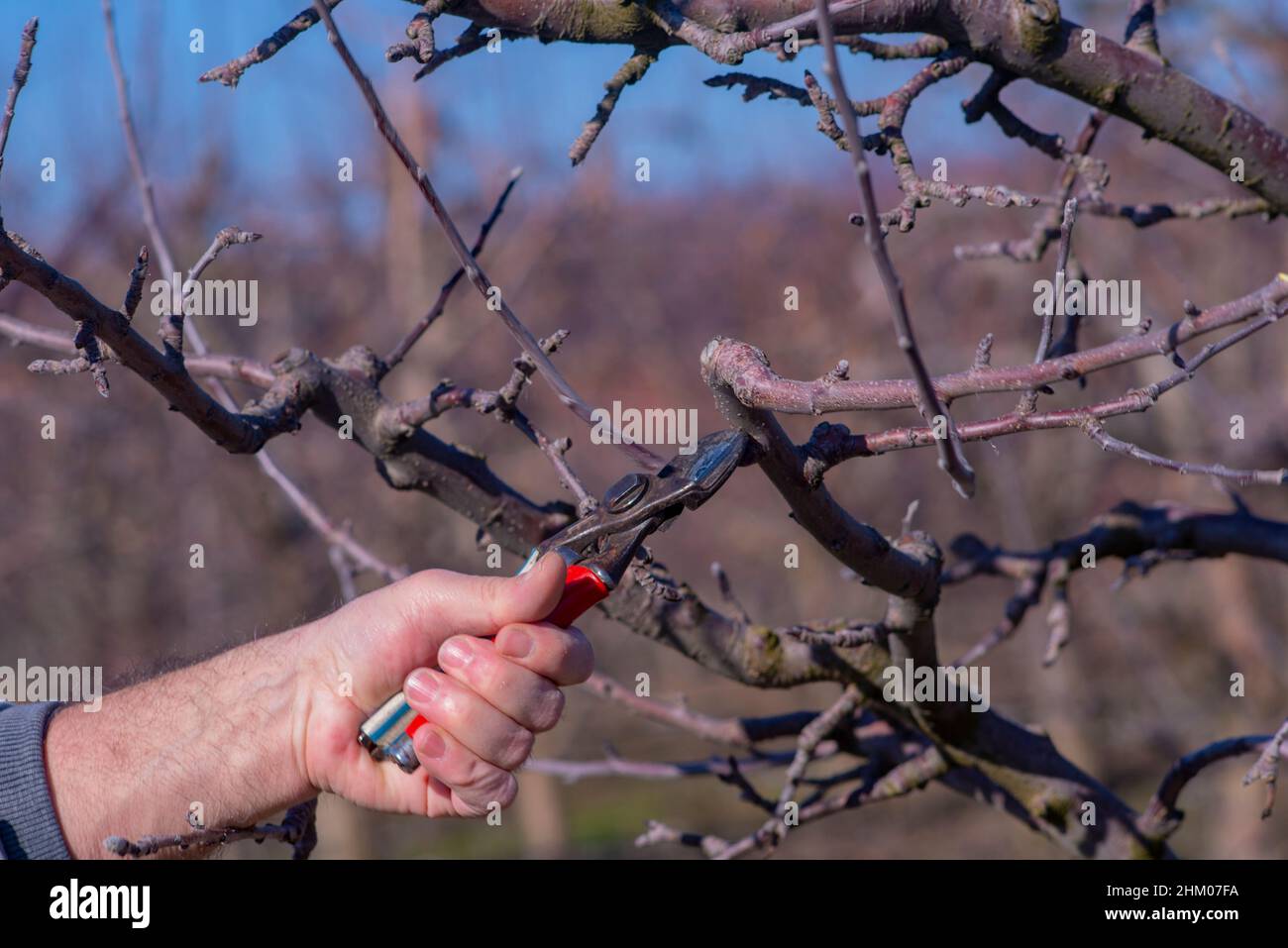 Pruning fruit garden february hi-res stock photography and images - Alamy