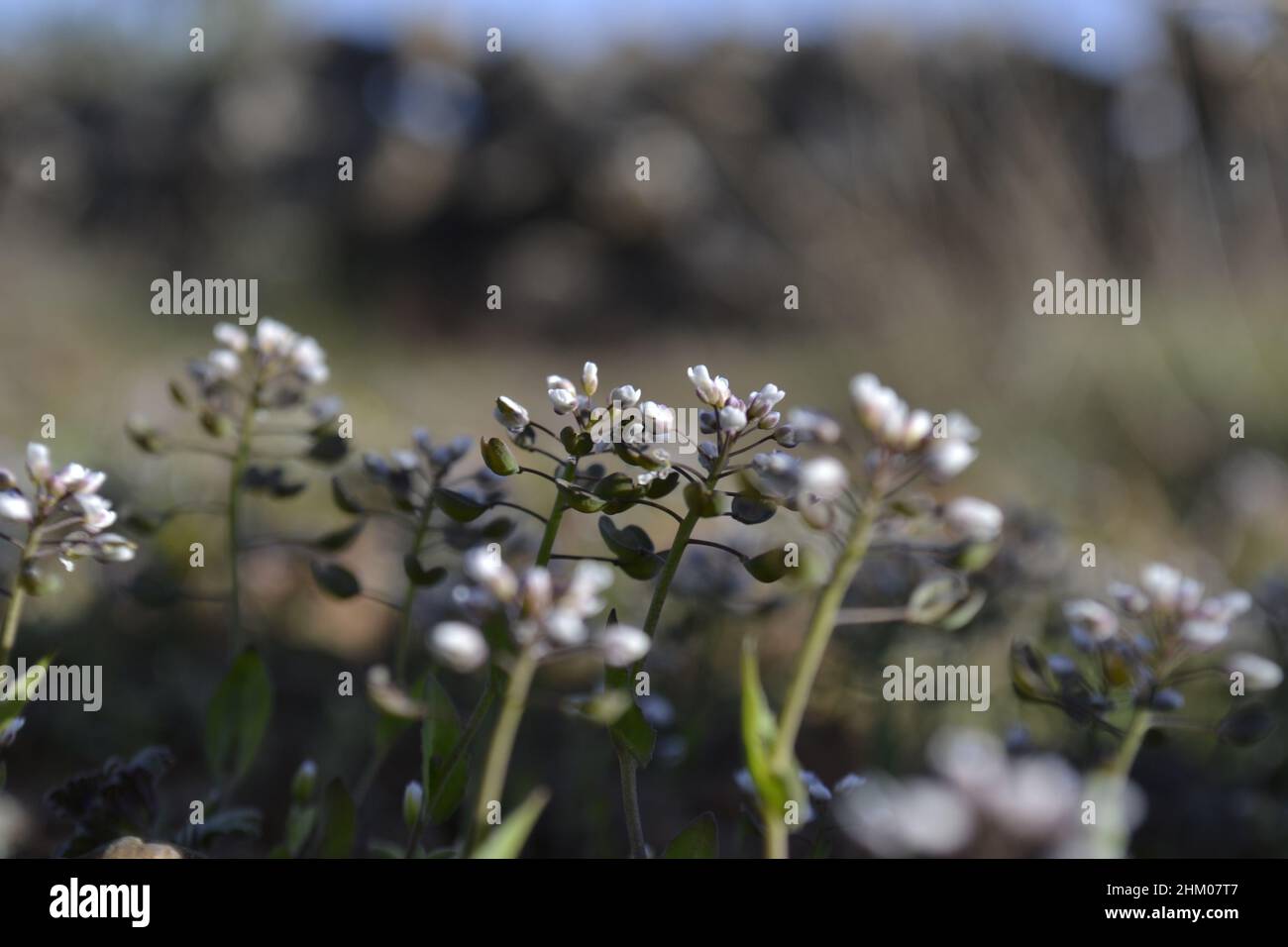 SPRING FLOWERS IN SOUTH OF SYRIA. rare wild flowers that grows only ...