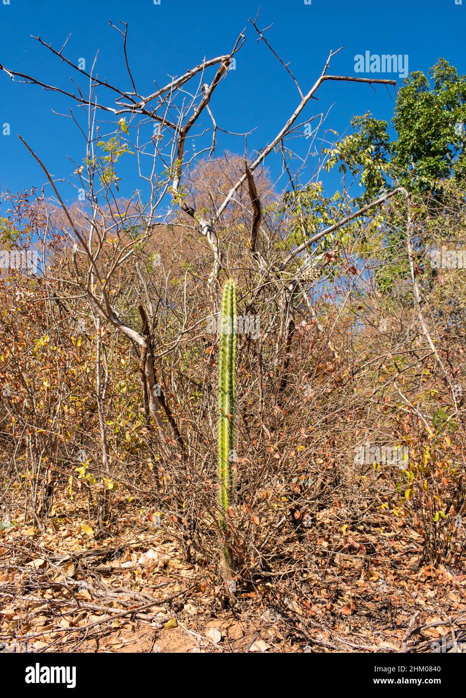 Caatinga brazil hi-res stock photography and images - Alamy