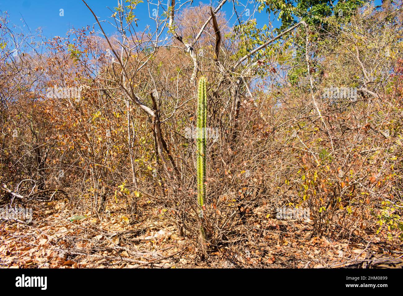 Caatinga brazil hi-res stock photography and images - Alamy