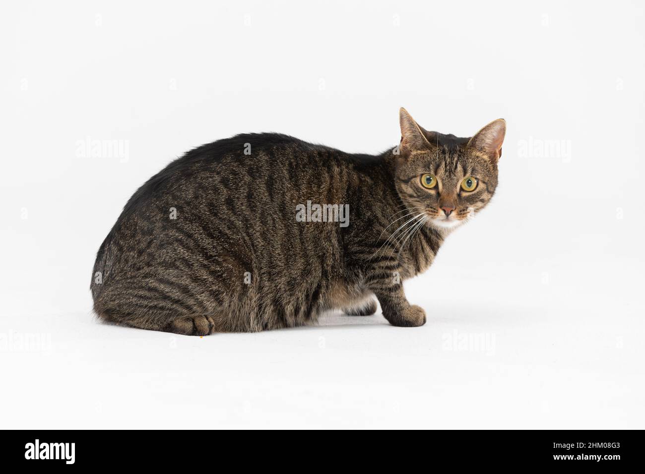 A multiracial she-cat sits on a white background and looks straight ...