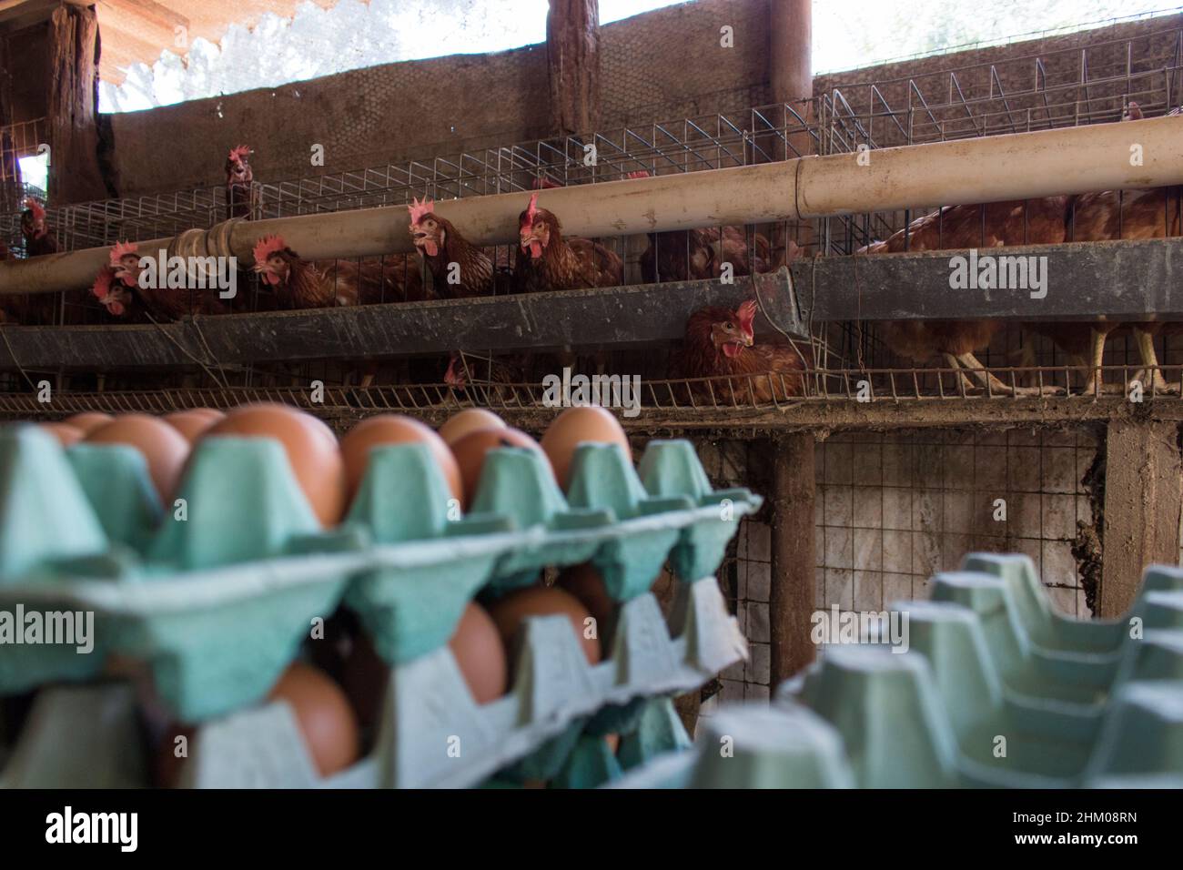 Eggs chicken farm in Brazil Stock Photo - Alamy