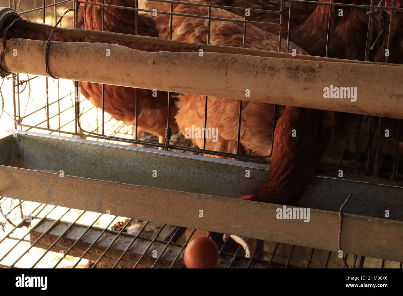 Several chickens inside the cage in the meat and egg industry Stock ...