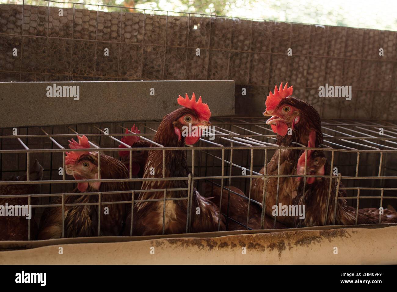 Several chickens inside the cage in the meat and egg industry Stock ...
